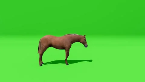 Horse Green Screen Stock Footage ~ Royalty Free Stock Videos | Pond5