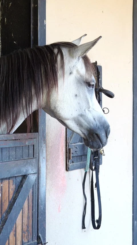 White Mane Video Stock Videos – Royalty-Free HD & 4K Videos | Pond5