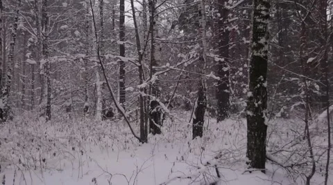 Horse Ride Sleigh Stock Videos – Royalty-Free HD & 4K Videos