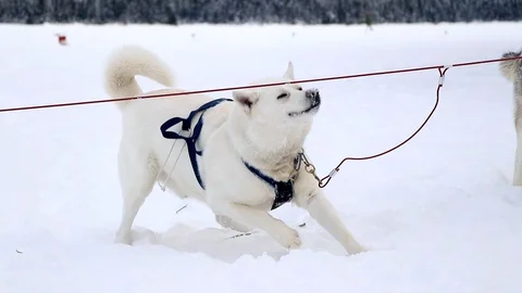 Team White Snow Stock Videos – Royalty-Free HD & 4K Videos | Page 3
