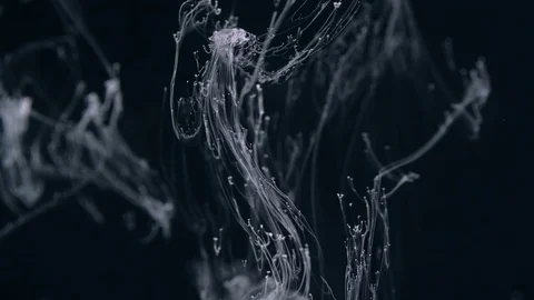 White Ink Effect In Water Filmed On Blac... | Stock Video | Pond5