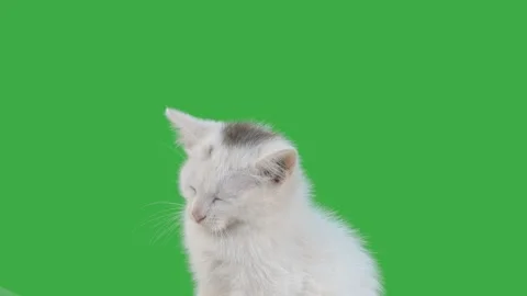 white kitten falling a sleep on a green ... | Stock Video | Pond5
