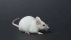 White Lab Mouse