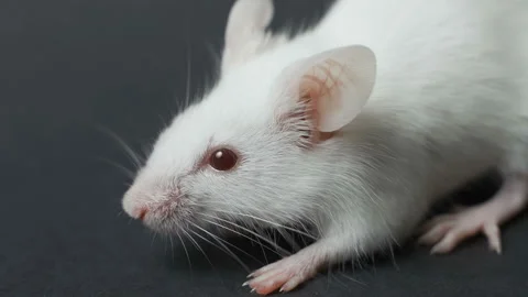 white laboratory mouse on black backgrou... | Stock Video | Pond5