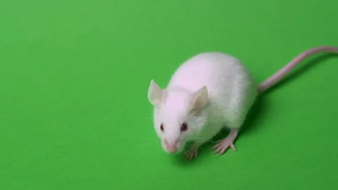 White laboratory mouse isolated on green... | Stock Video | Pond5