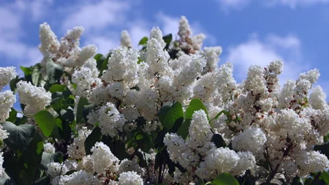 White Hot Blow Stock Videos – Royalty-Free HD & 4K Videos