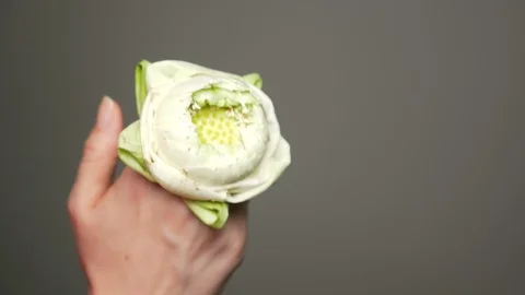 white lotus flower in the hands of a you... | Stock Video | Pond5