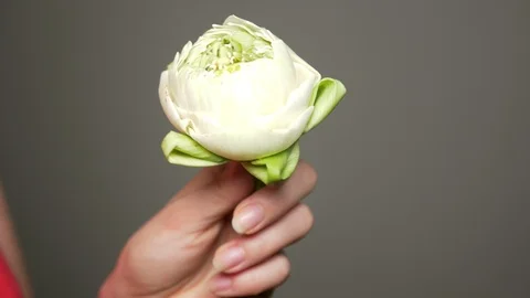 white lotus flower in the hands of a you... | Stock Video | Pond5