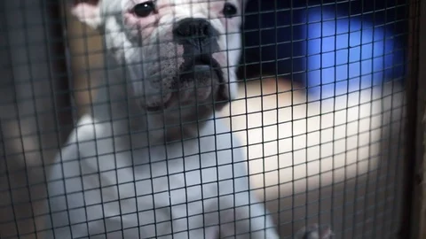 French Male Young Stock Videos – Royalty-Free HD & 4K Videos | Page 3