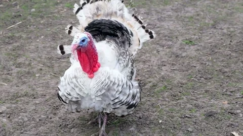 A white male turkey with a bright blue h... | Stock Video | Pond5