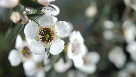 Manuka Stock Footage ~ Royalty Free Stock Videos | Pond5