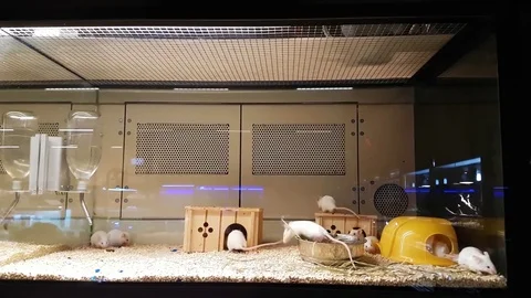 white mice in cage | Stock Video | Pond5