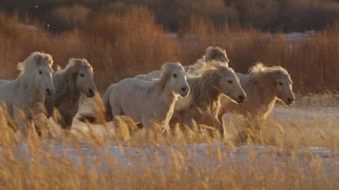 Runing Horses White Stock Videos – Royalty-Free HD & 4K Videos | Pond5