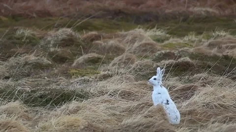 Sitting Hare Stock Videos – Royalty-Free HD & 4K Videos | Page 5