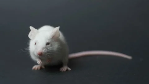 White mouse on a black background | Stock Video | Pond5
