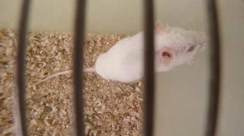 Mouse Experiment Stock Video Footage | Royalty Free Mouse Experiment ...