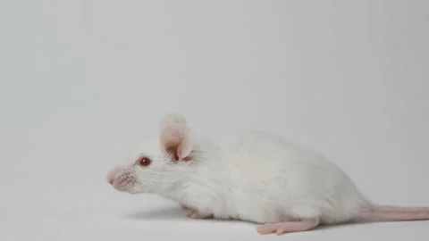 White mouse on white background | Stock Video | Pond5