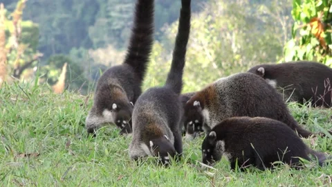 Tails Stock Footage ~ Royalty Free Stock Videos | Pond5