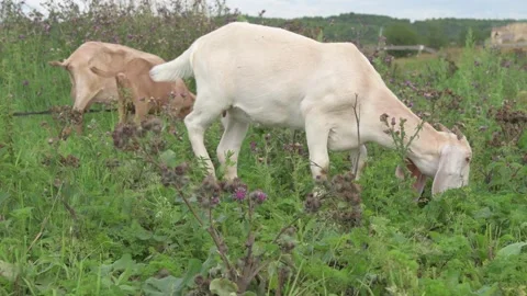 white Nubian nanny goat grazing at pastu... | Stock Video | Pond5