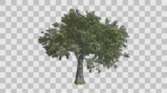 Animated Banyan Tree Images