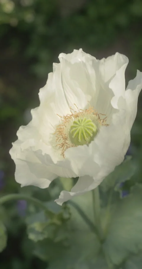 Plant Witr Stock Videos – Royalty-Free HD & 4K Videos | Pond5