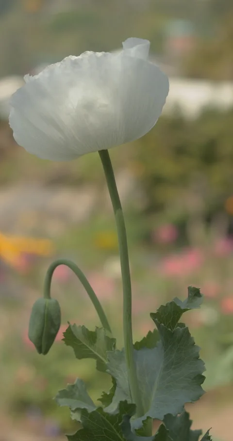 Plant Witr Stock Videos – Royalty-Free HD & 4K Videos | Pond5