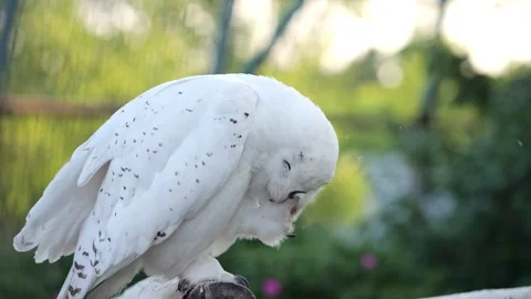 White owl scratches muzzle with paw in n... | Stock Video | Pond5