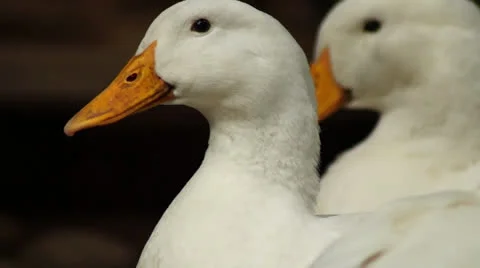 White Peking Duck | Stock Video | Pond5