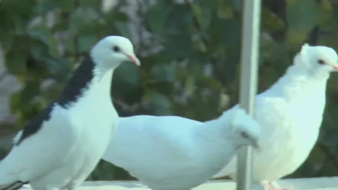 white pigeons from the breed doing back ... | Stock Video | Pond5