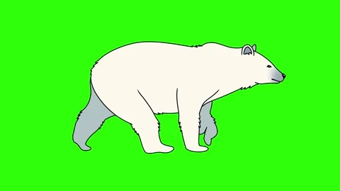 White Polar Bear on Green Screen Animati... | Stock Video | Pond5