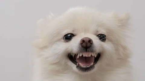 White Pomeranian getting angry | Stock Video | Pond5