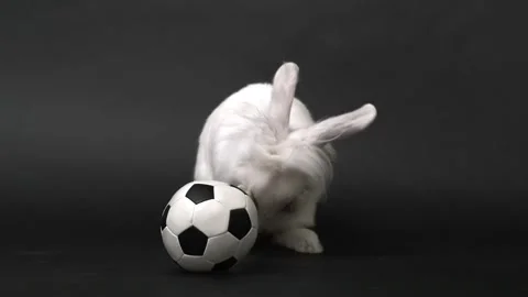White rabbit and soccer ball on black ba... | Stock Video | Pond5