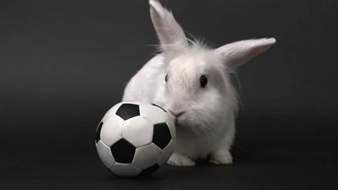White rabbit and soccer ball on black ba... | Stock Video | Pond5