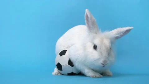 White rabbit and soccer ball on blue bac... | Stock Video | Pond5