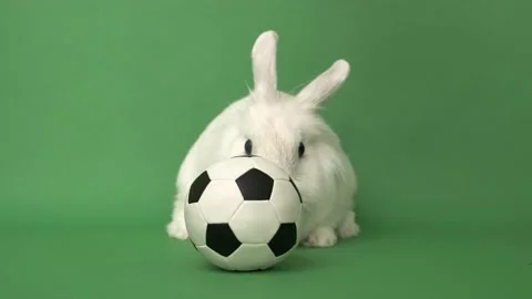 White rabbit and soccer ball on green ba... | Stock Video | Pond5