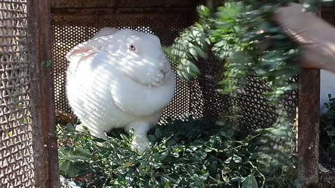 Eat Beat Stock Videos – Royalty-Free HD & 4K Videos | Pond5