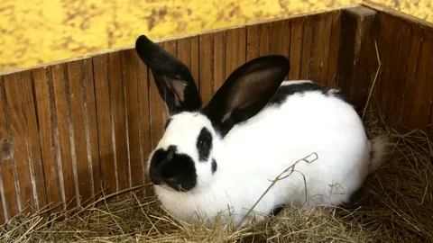 White rabbit in the box, beautiful black... | Stock Video | Pond5