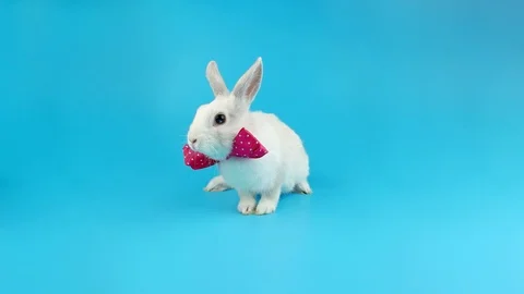 White rabbit with pink bow sitting on bl... | Stock Video | Pond5