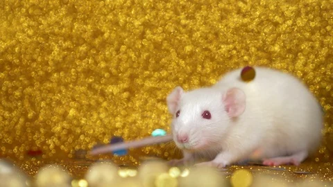 white rat on a gold background. Confetti... | Stock Video | Pond5