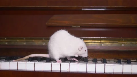 white rat plays the piano. white mouse r... | Stock Video | Pond5