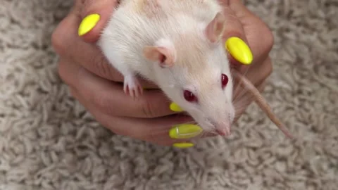 A white rat with red eyes sits in female... | Stock Video | Pond5