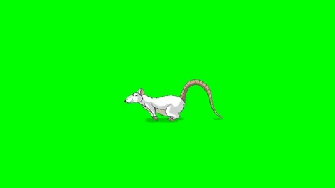 The white rat runs animation Chroma Key | Stock Video | Pond5