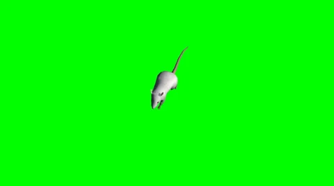 white rat walking - green screen | Stock Video | Pond5