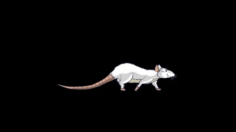 White Rat Walks animation Alpha Matte | Stock Video | Pond5