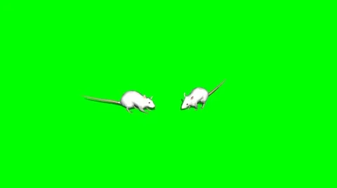 white rats - green screen | Stock Video | Pond5