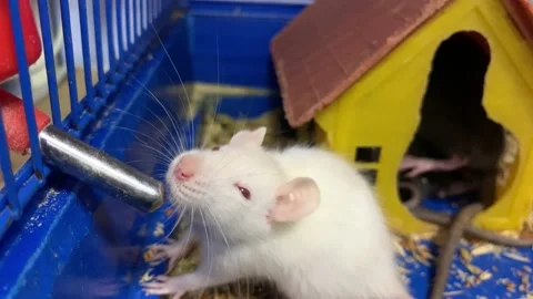White rats run around in a cage and grab... | Stock Video | Pond5