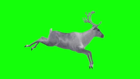 White Reindeer- Run Loop - Side View CU ... | Stock Video | Pond5