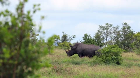Rhino Pooping Stock Footage ~ Royalty Free Stock Videos | Pond5