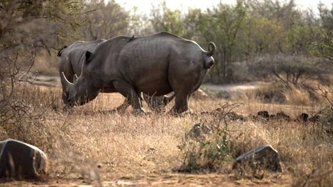 Rhino Pooping Stock Footage ~ Royalty Free Stock Videos | Pond5