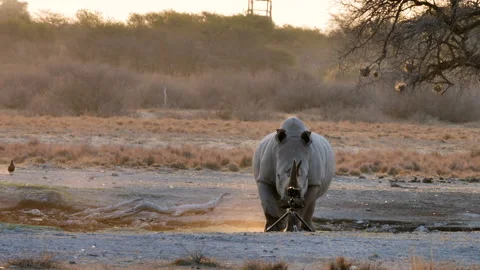 White Rhino Surprised and Scared by Stra... | Stock Video | Pond5